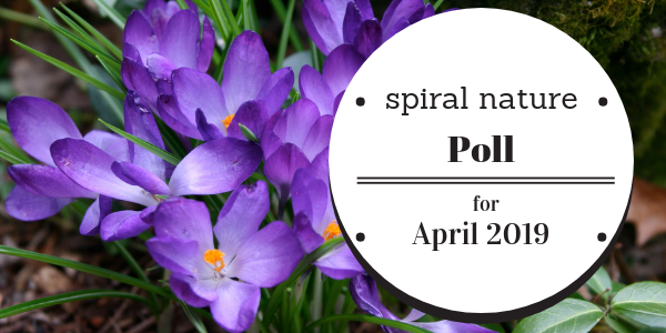 Poll: How is it already April? | Spiral Nature Magazine